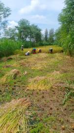 Budaya Sambatan Masih Lestari di Ngunut